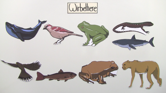 Systematik der Wirbeltiere - Schnelll und einfach erklärt mit Videos und Übungen.