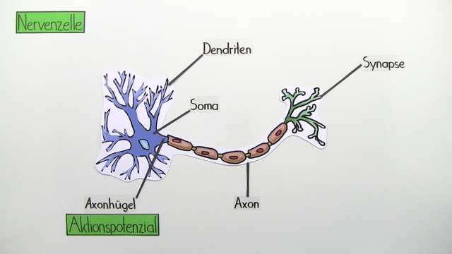 Nervenzelle: Bau und Funktion – Einfach erklärt (inkl. Übungen)